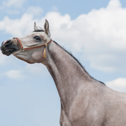 Forside - Dyreportal Blog