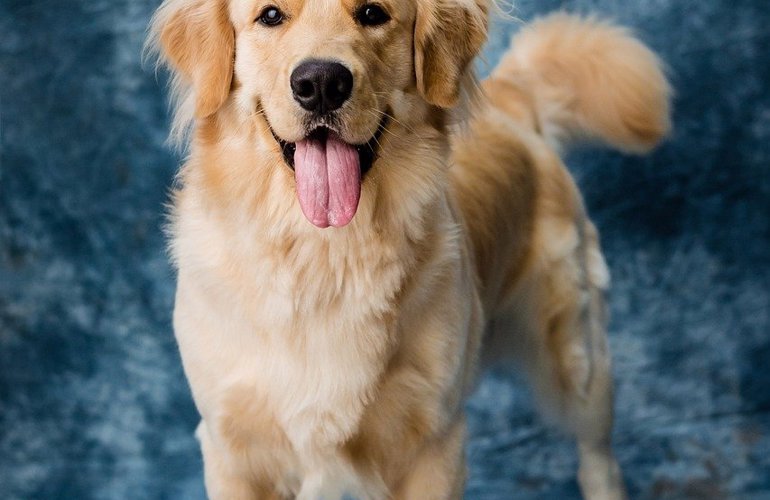 Ny hundehvalp i huset | Gode råd til en sund start